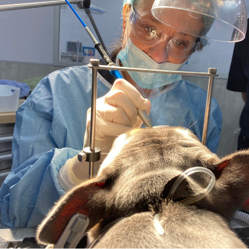 BOAS Surgery | VetLand Hospital & Emergency