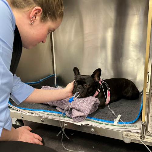 BOAS Surgery | VetLand Hospital & Emergency