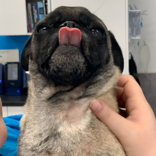 BOAS Surgery | VetLand Hospital & Emergency