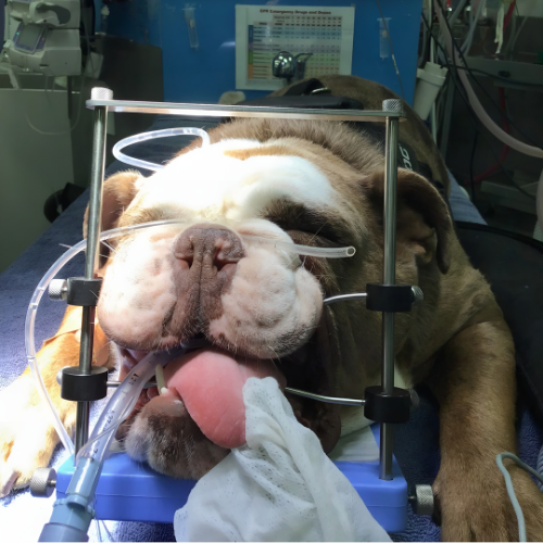 BOAS Surgery | VetLand Hospital & Emergency