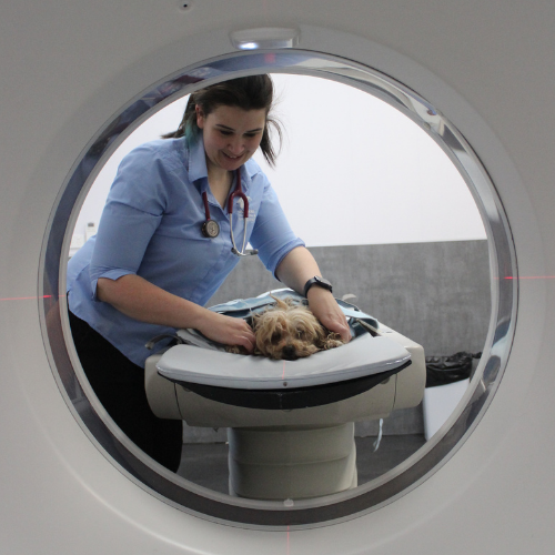 BOAS Surgery | VetLand Hospital & Emergency