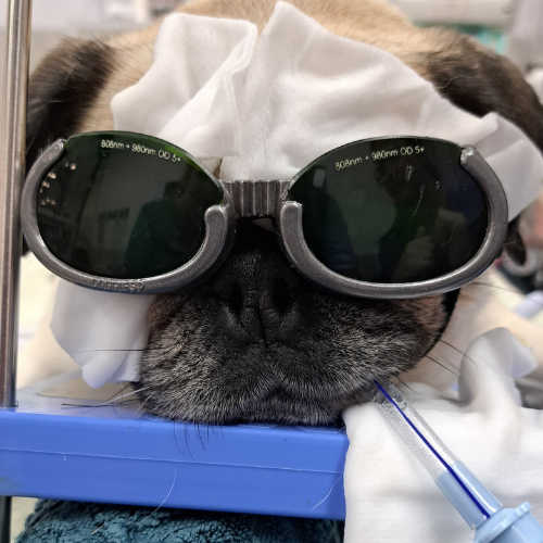BOAS Surgery | VetLand Hospital & Emergency