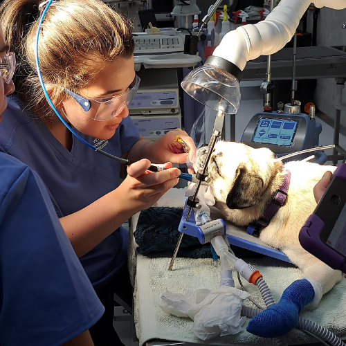 BOAS Surgery | VetLand Hospital & Emergency