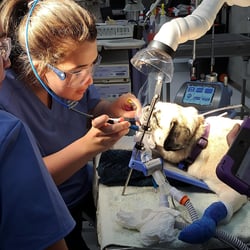 BOAS Surgery | VetLand Hospital & Emergency