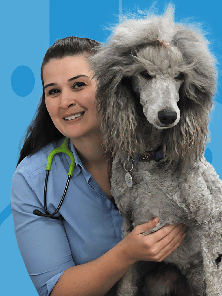 BOAS Surgery | VetLand Hospital & Emergency