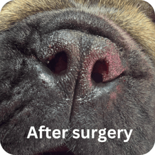 BOAS Surgery | VetLand Hospital & Emergency