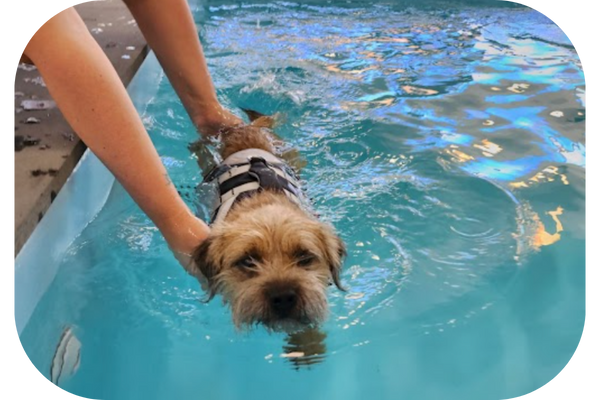 Swimming Pool for Dogs|VetLand